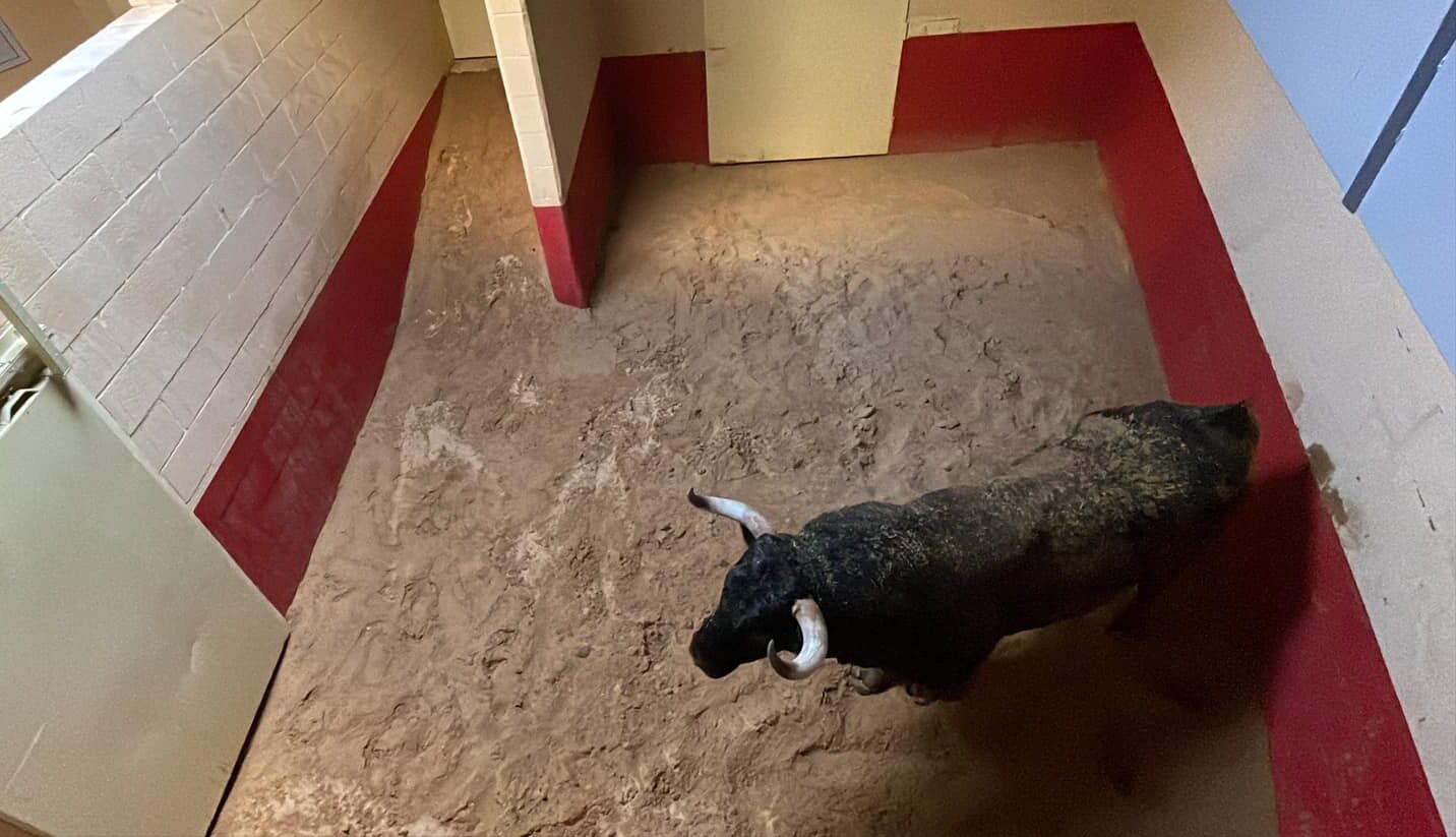 El Toril - Toro enmaromado